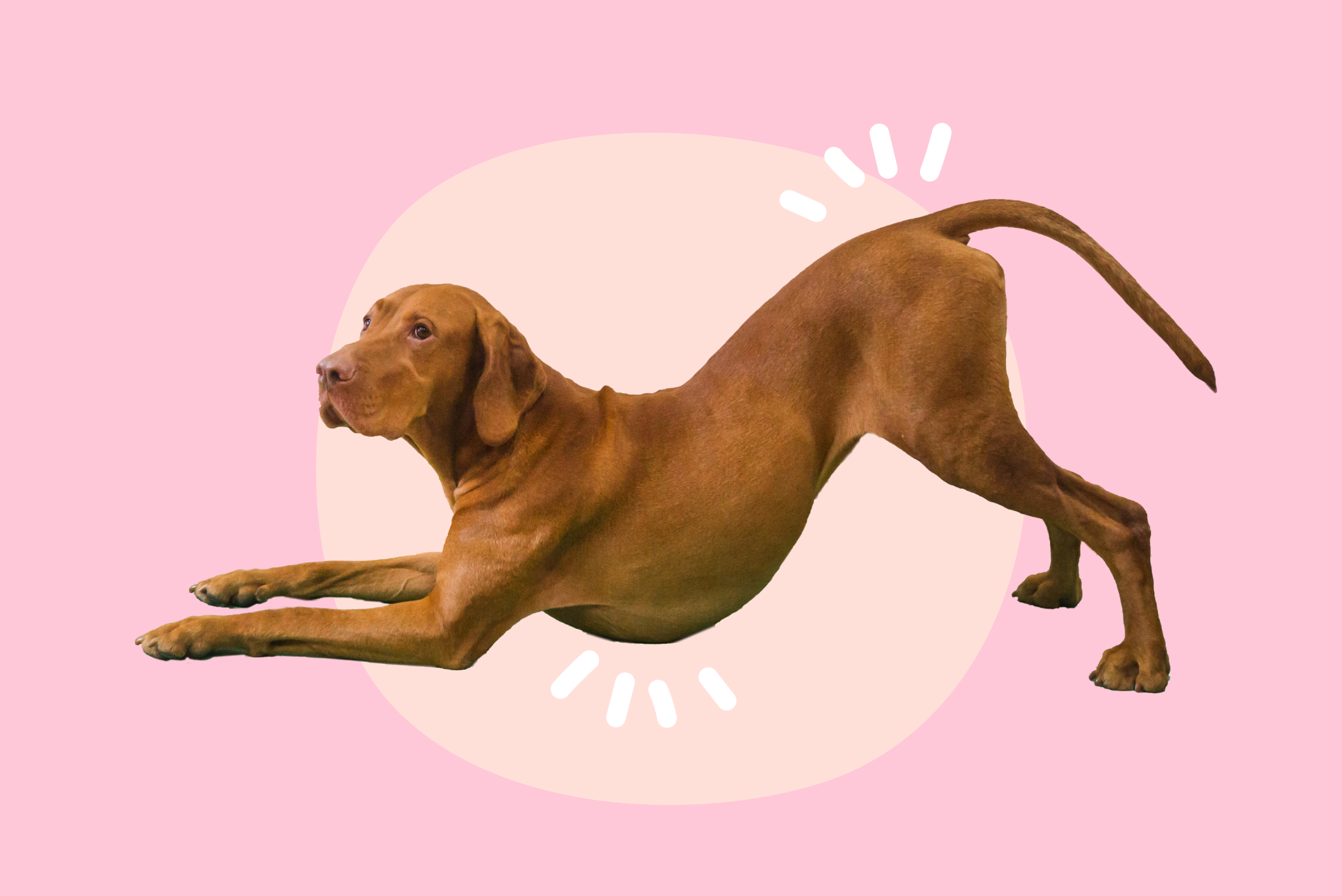 Animal Flow Workouts Review or 5 Moves from the Wild — Unimeal